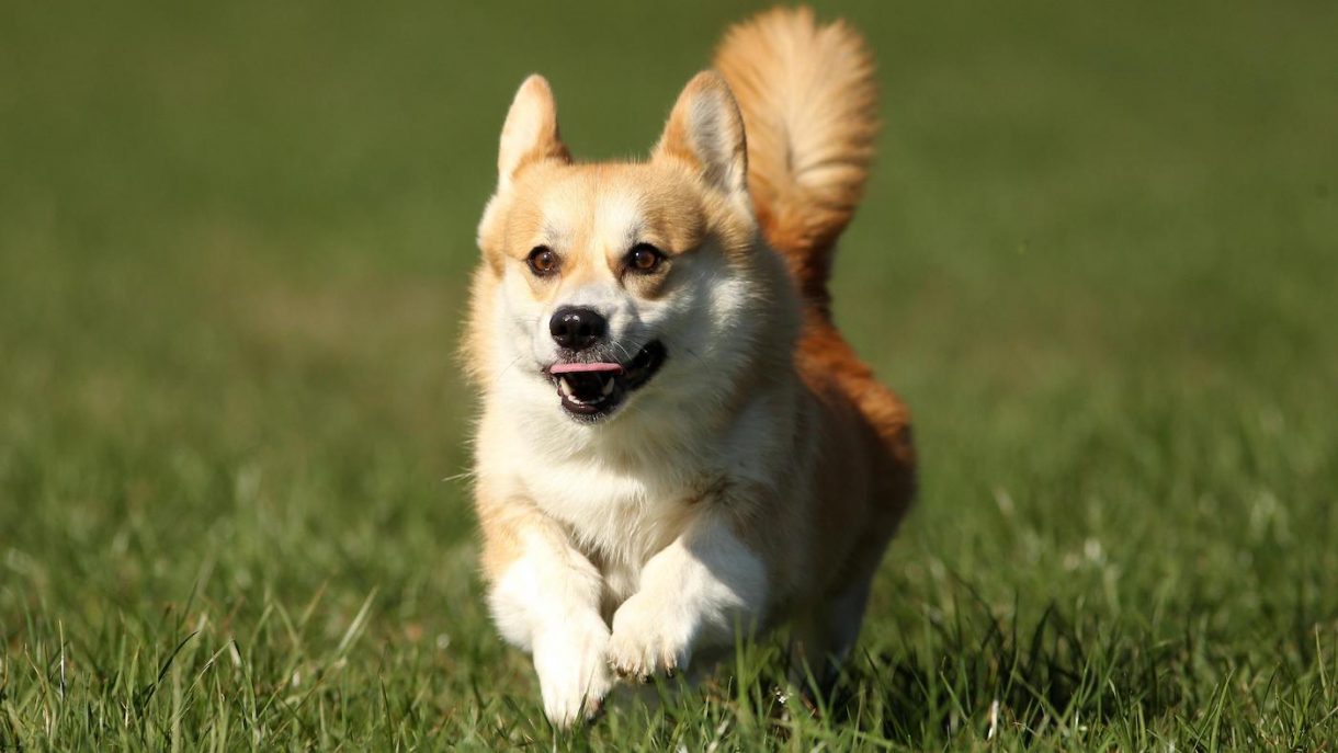 Pastoral dog breeds from herders and heelers to guardians of the flock