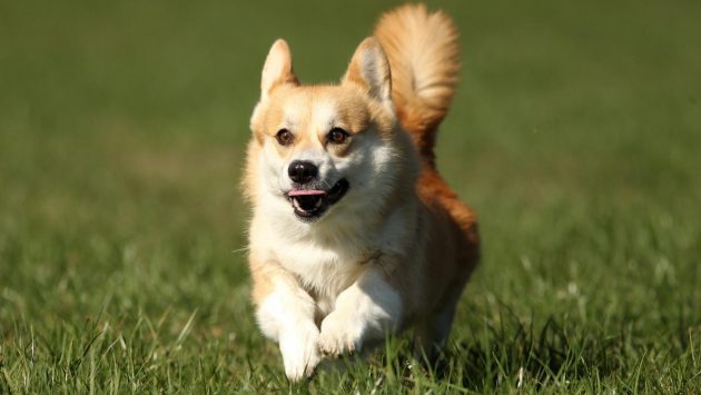 Pastoral dog breeds from herders and heelers to guardians of the flock