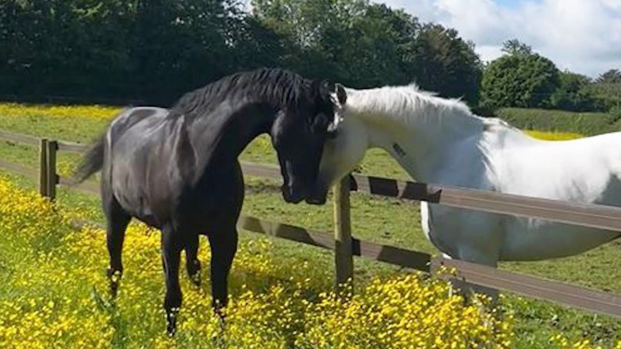 Army grey back from injury, farewell to a pony legend, and more things ...