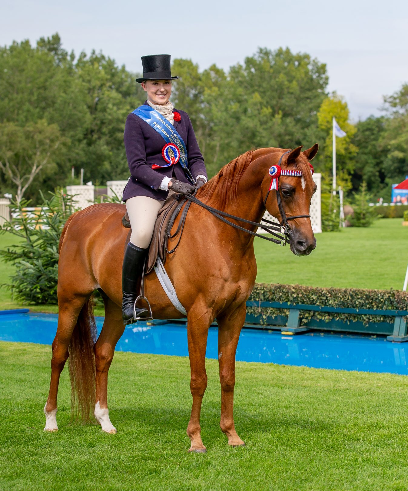 2024 RIHS pure-bred ridden Arabian winners - Horse & Hound