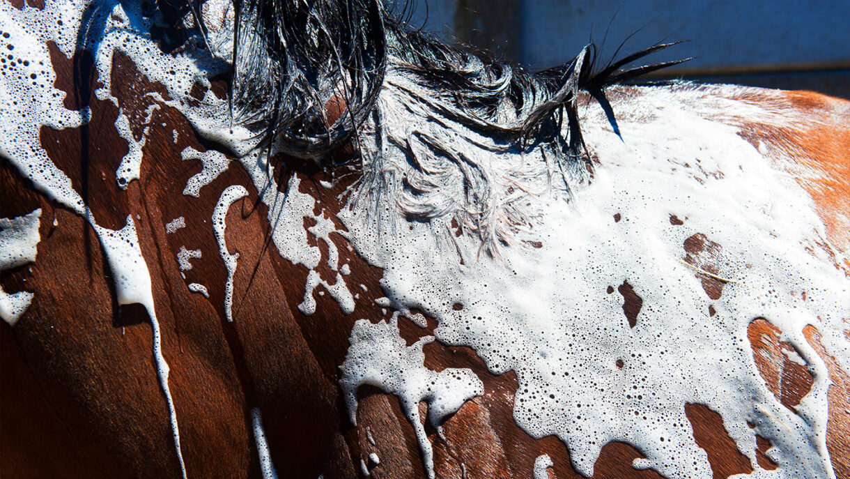 Best horse shampoos to get your horse clean | Horse & Hound