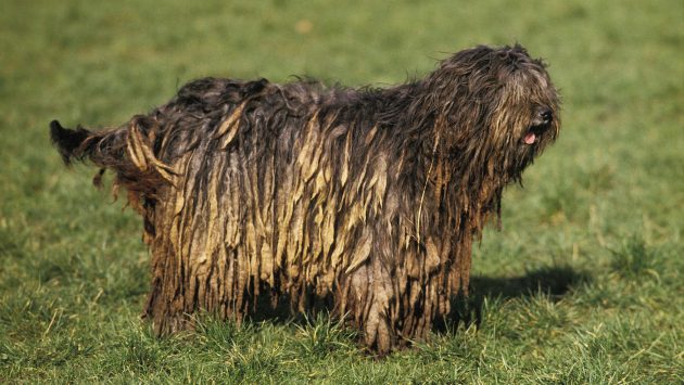 Rare dog breeds from all around the world | Horse & Hound