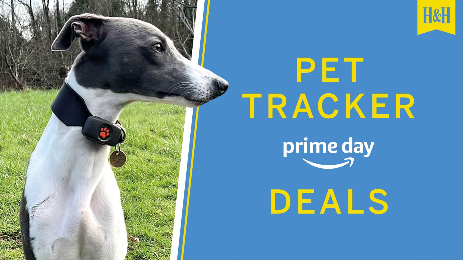Best GPS trackers for dogs to keep tabs on your pooch | Horse & Hound