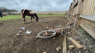 Pony found in ‘shocking state’ beside dead companion makes full ...