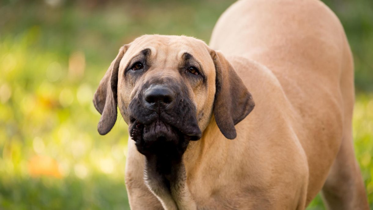 Banned dog breeds UK and Breed Specific Legislation | Horse & Hound