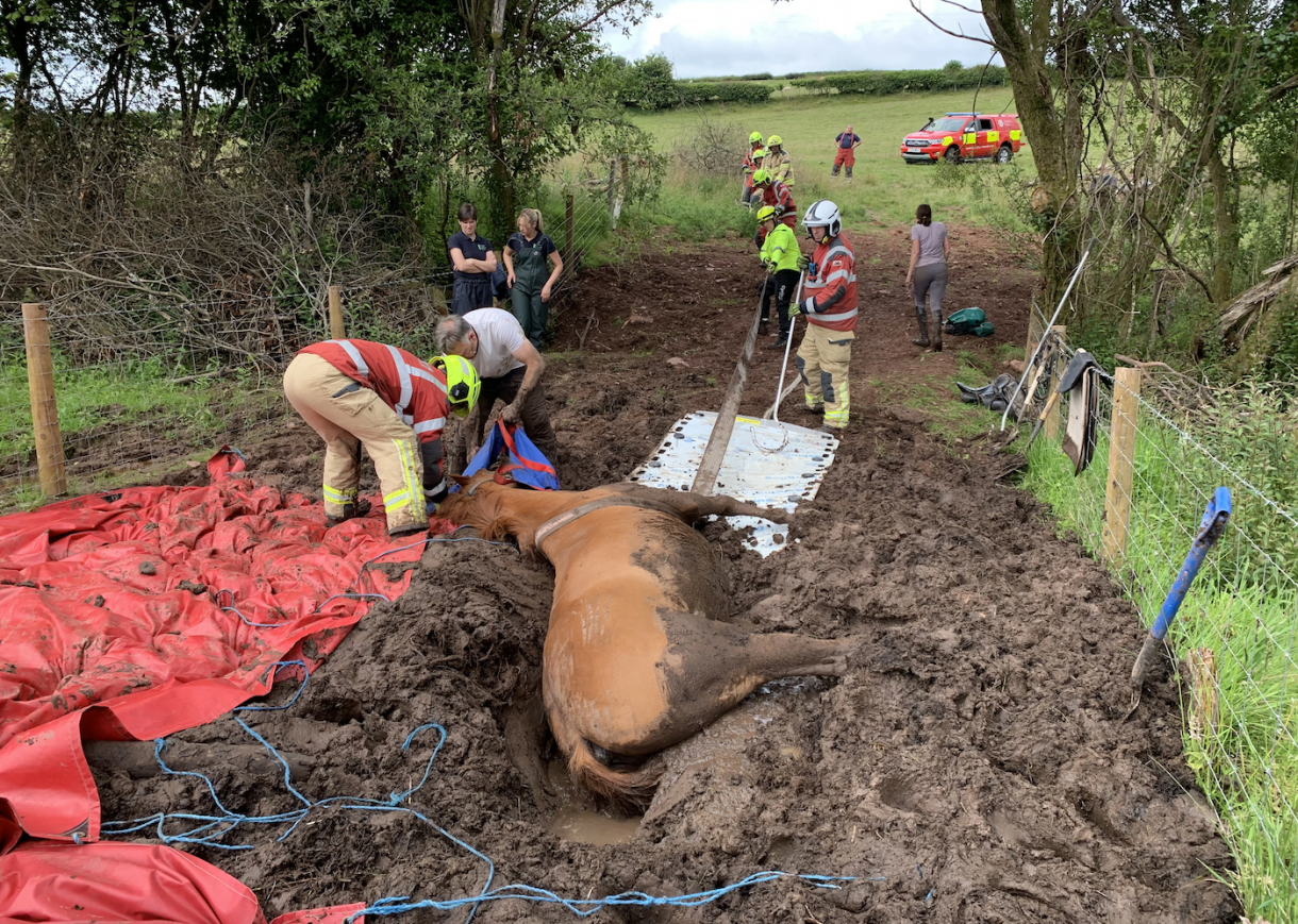 Fire crews sent to save 17hh veteran horse stuck in mud four feet deep ...