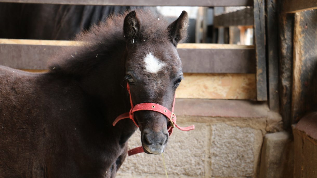 ‘Nothing short of miraculous’ transformation of filly found near death ...