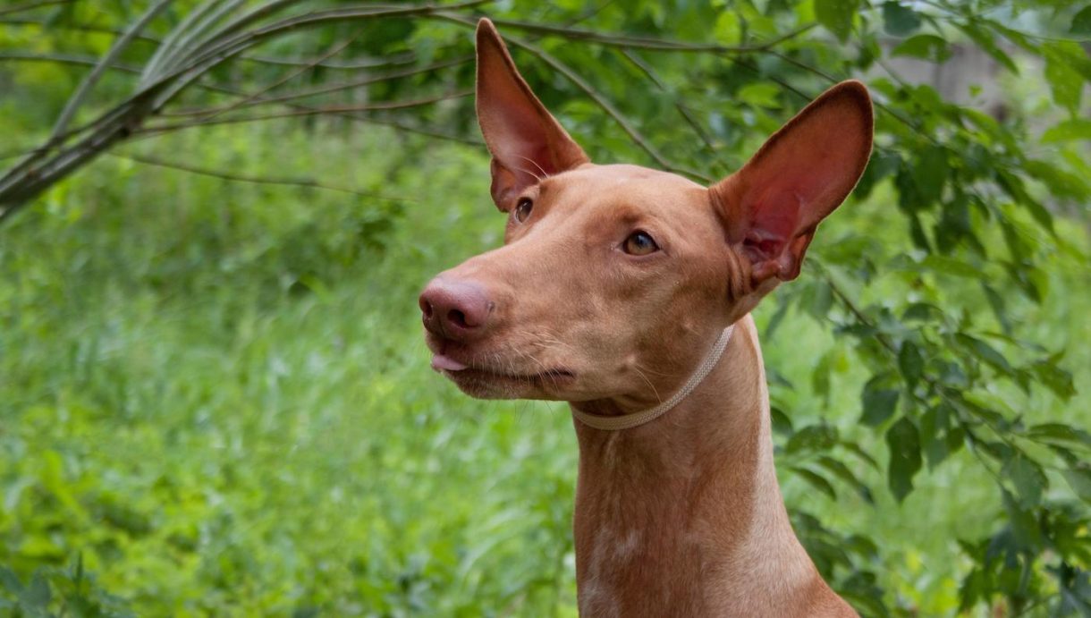 Rare dog breeds from all around the world | Horse & Hound