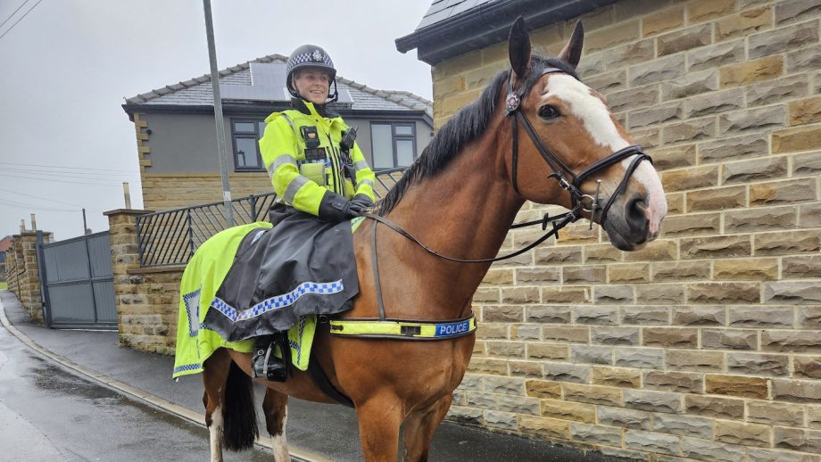 ‘Sleep tight, big fella’: tributes paid to long-serving police horse ...