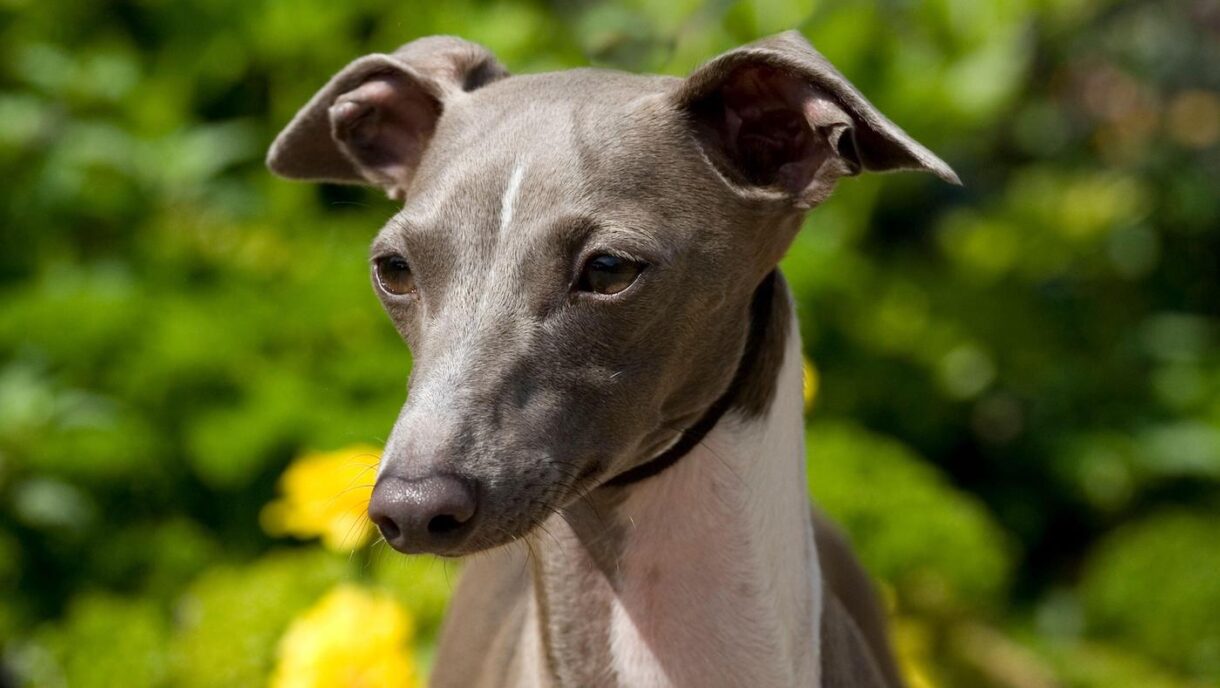 Italian greyhound breed facts, history and characteristics | Horse & Hound