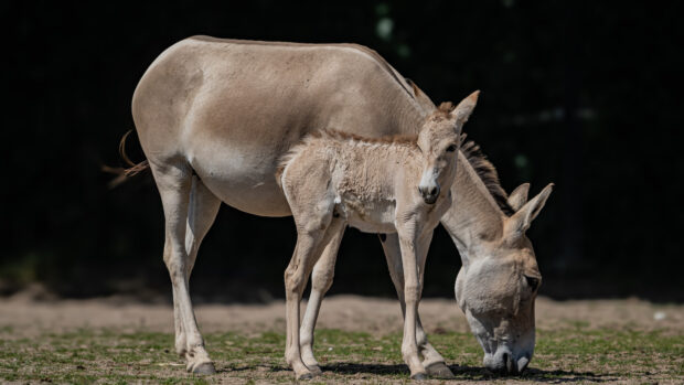 Rare foal born in UK, why horses’ relevance to the public matters, and ...