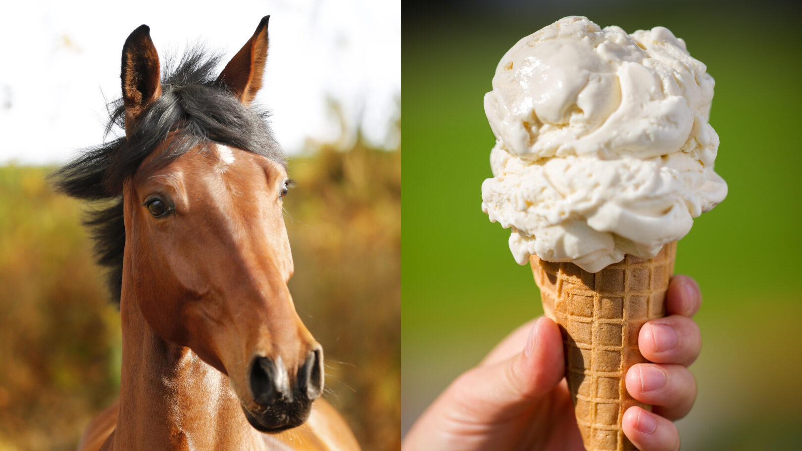 Horse & Hound - Horse & Hound