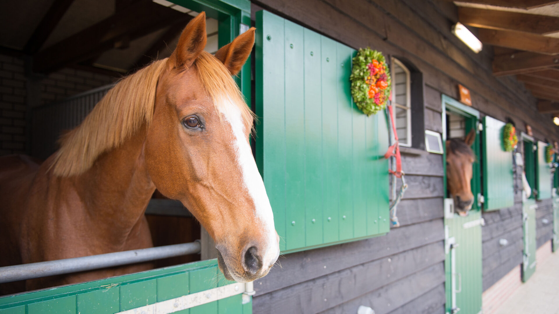 How to keep stabled horses happy and healthy with advice from a vet