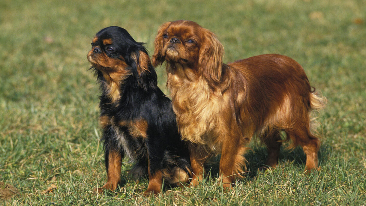 Cavalier King Charles Spaniel facts and characteristics | Horse & Hound