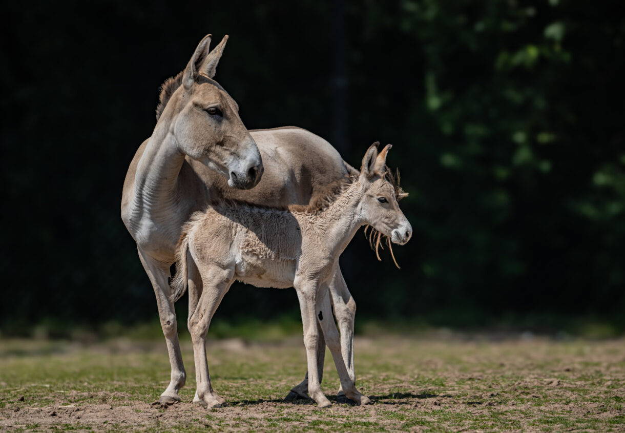 Joy as Joy as world’s rarest equid born in the UK - Horse & Hound