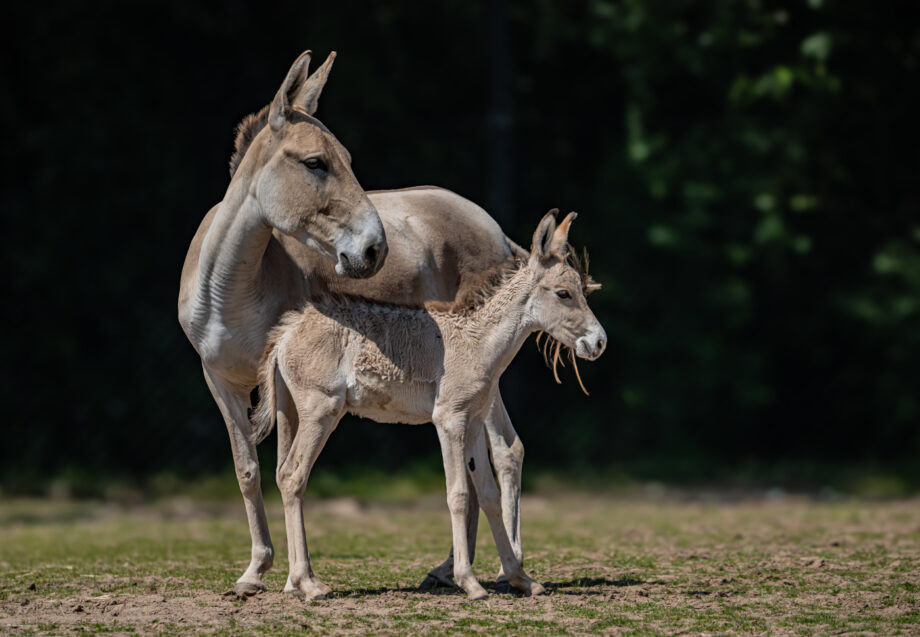 Joy as Joy as world’s rarest equid born in the UK - Horse & Hound