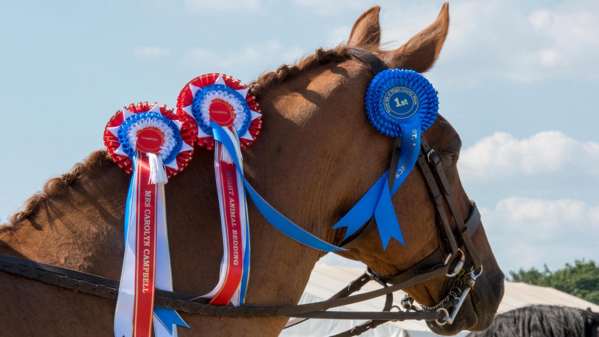 Knowing how comfortable horses move is key for equine welfare - Horse ...
