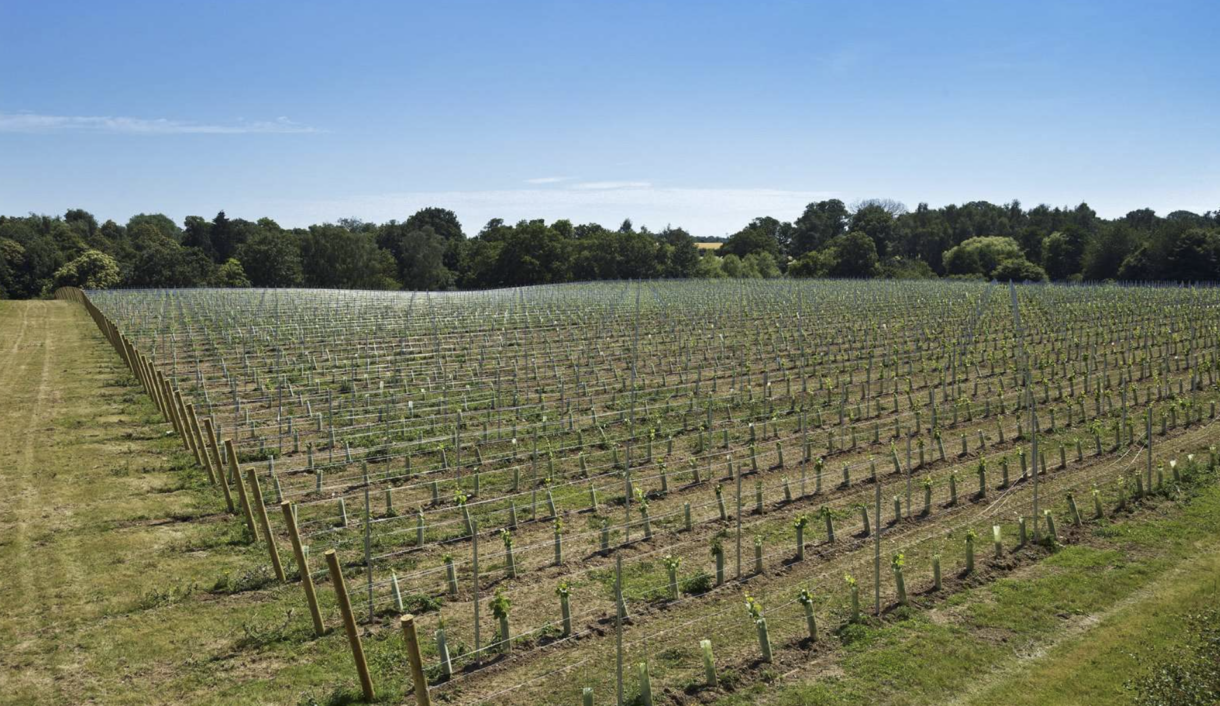 An estate of +225 acres with stables, arena, indoor pool, tennis court ...