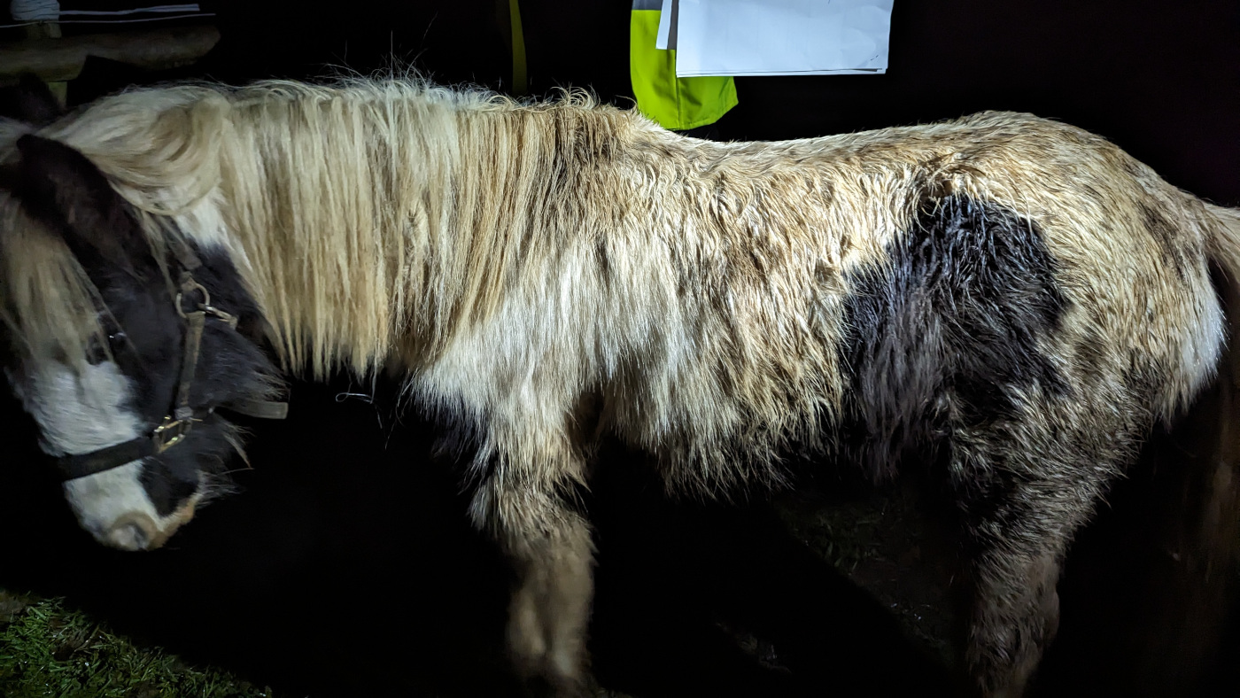 Pony found in ‘shocking state’ beside dead companion makes full ...