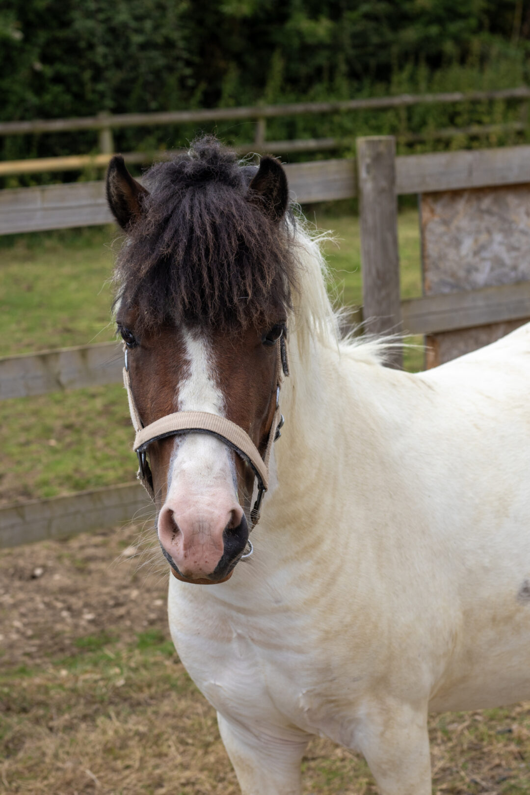 Abandoned pony who followed the postman rescued from children’s ...