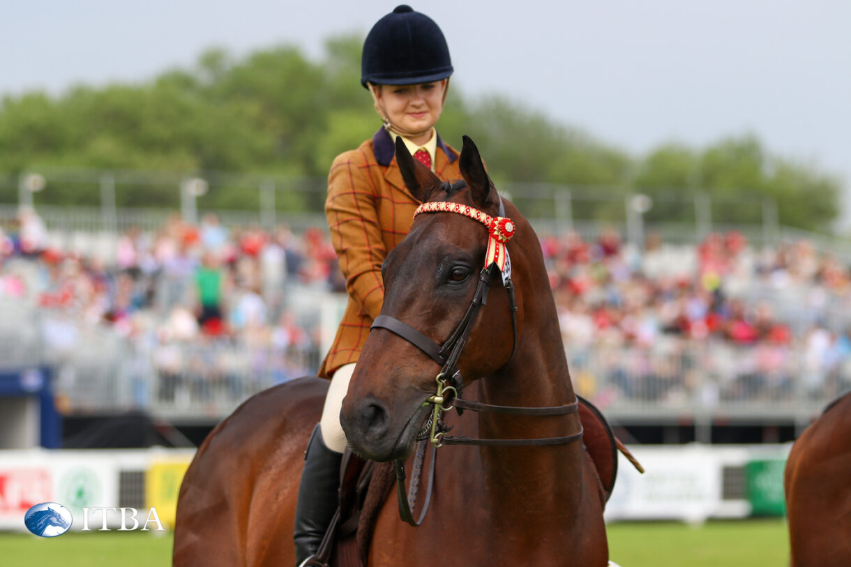 ‘He’s a happy boy’: Cheltenham Gold Cup hero excelling in and enjoying ...