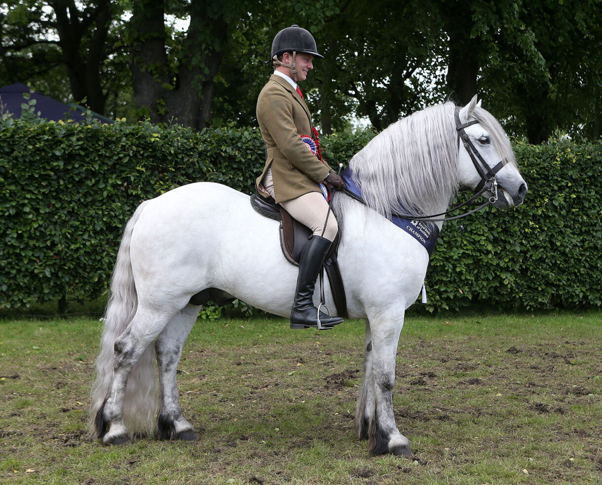 Benbreac of Croila; iconic Highland stallion has died - Horse & Hound