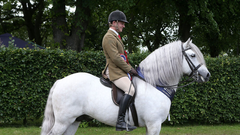 The Highland pony: the tough working ponies who can shine in the show ...