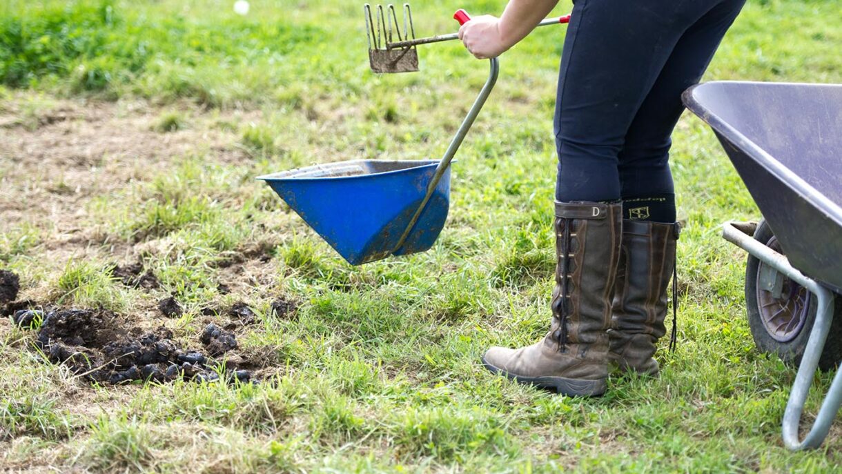 Autumn paddock jobs – 5 ways to pasture perfection | Horse & Hound