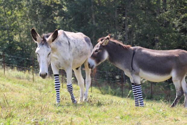 Socks appeal! Donkeys beat the flies with snazzy legwear - Horse & Hound