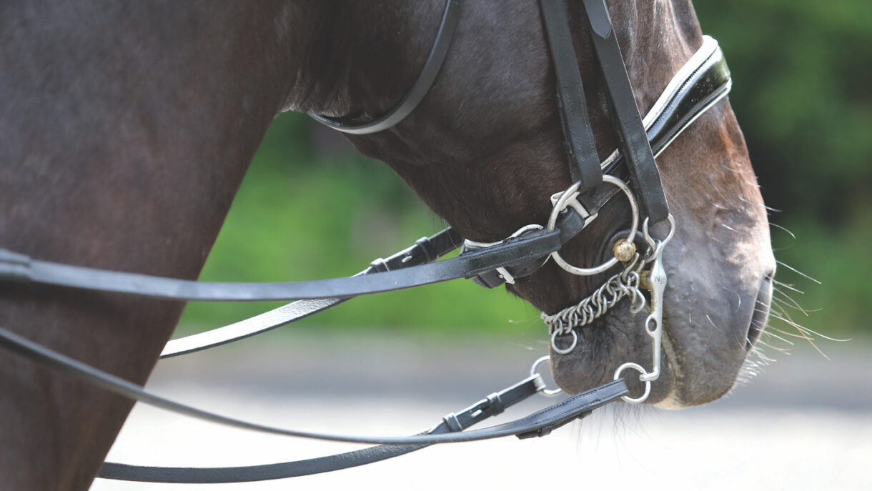 Double bridles create less pressure than snaffles in elite dressage horses, research finds ...