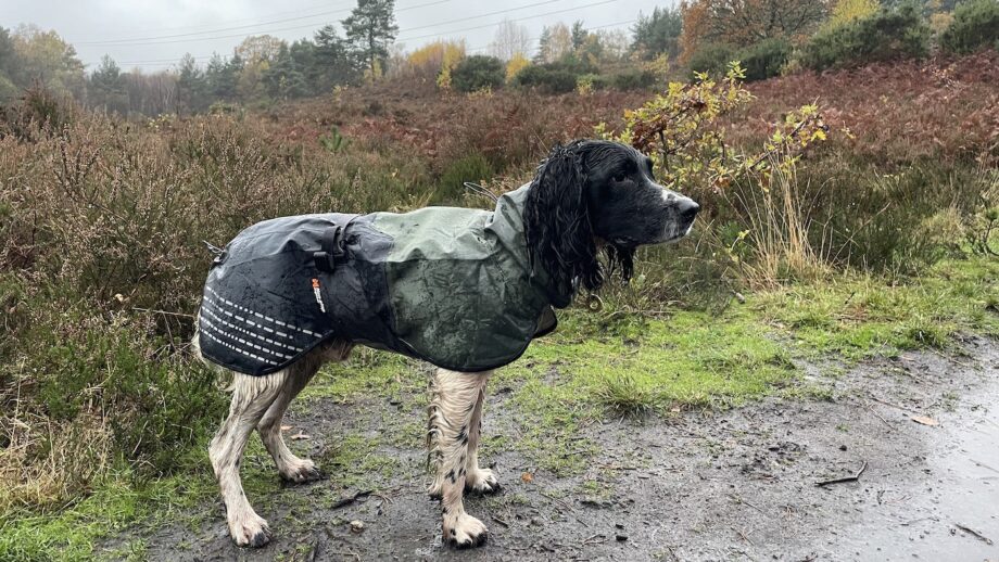 Best waterproof dog coats for warmth, dryness and style
