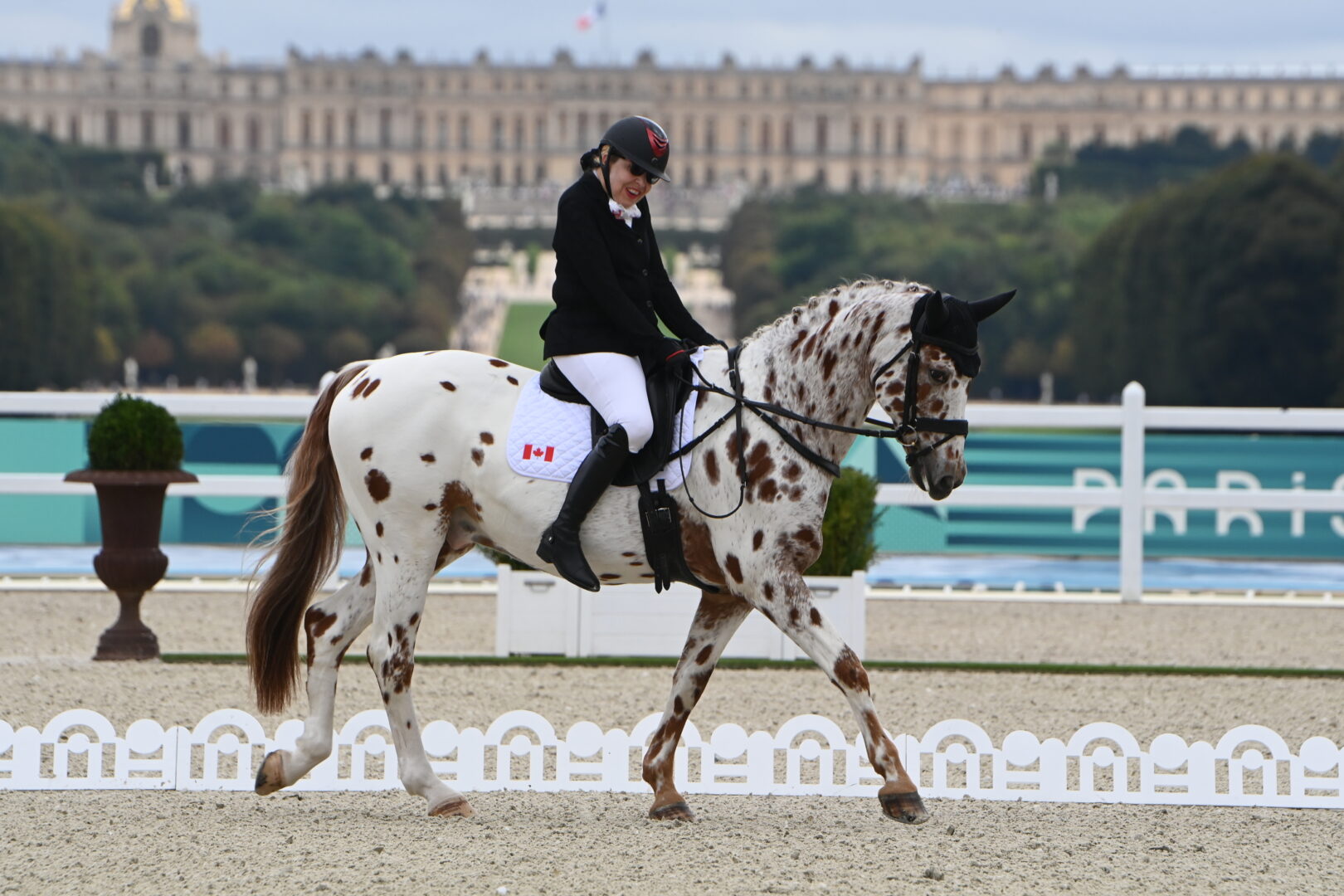 Meet the spotted banana-loving horse at the Paris Paralympics