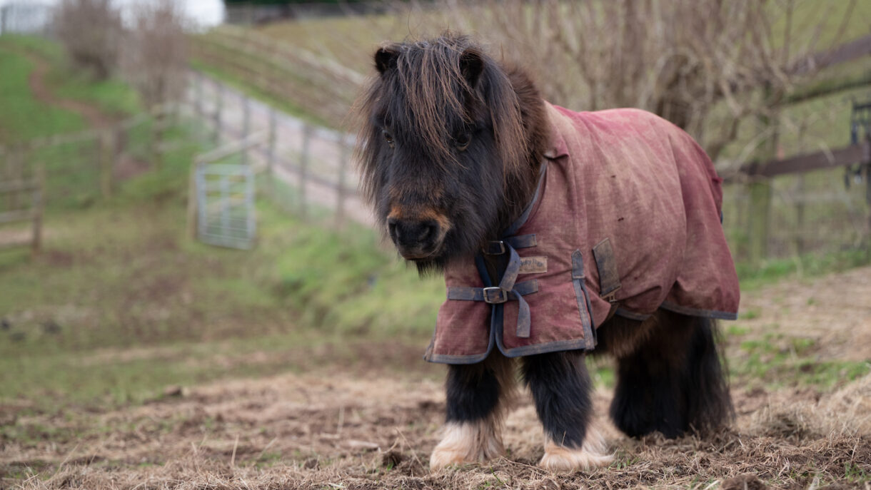 ‘She won our hearts’: severely neglected rescue pony put down after two ...