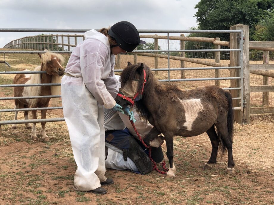 ‘She won our hearts’: severely neglected rescue pony put down after two ...