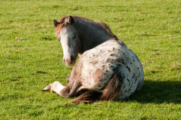 About the British Spotted Pony: height, colours and more | Horse & Hound
