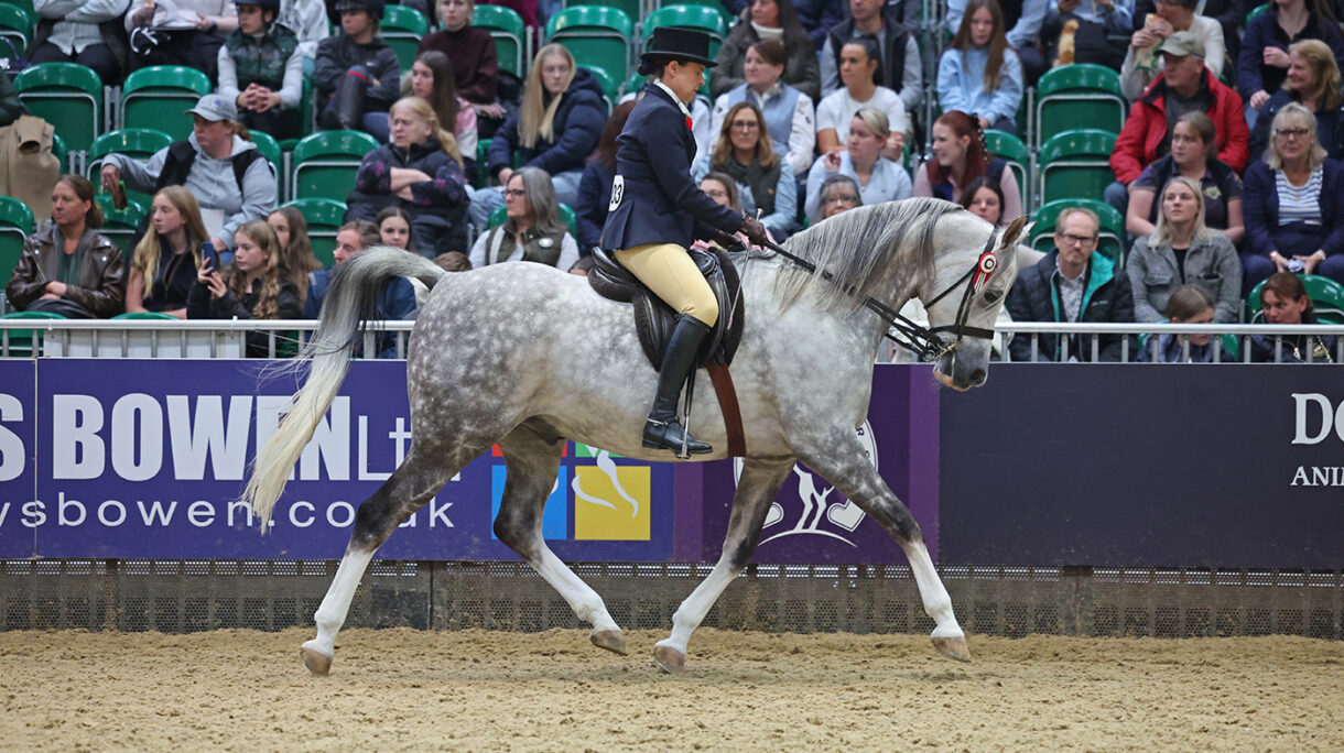 2024 HOYS ridden pure-bred Arabian winner - Horse & Hound
