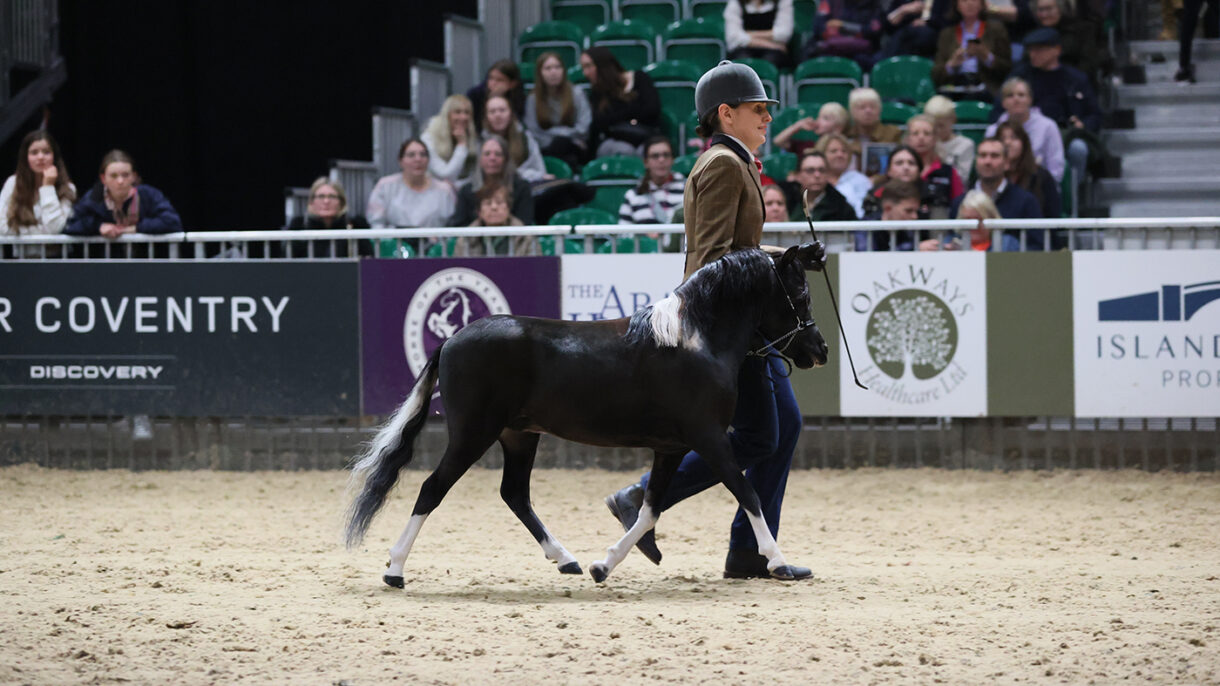 2024 HOYS miniature horse of the year championship - Horse & Hound