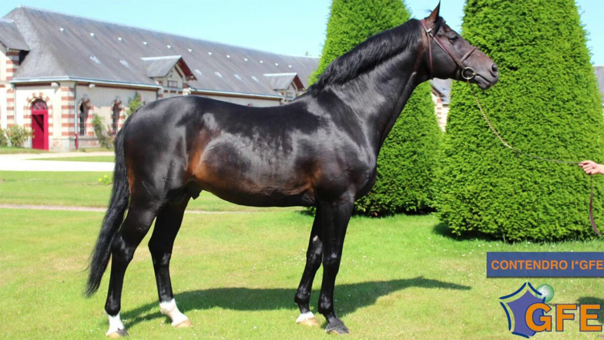 Final farewell to Contendro I, the top stallion remembered for his ...