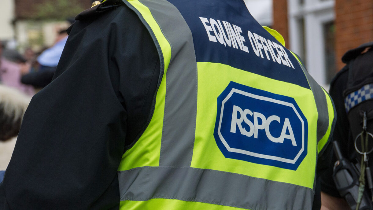 ‘Wanton neglect of hundreds of animals’: 59 horses among +450 animals ...