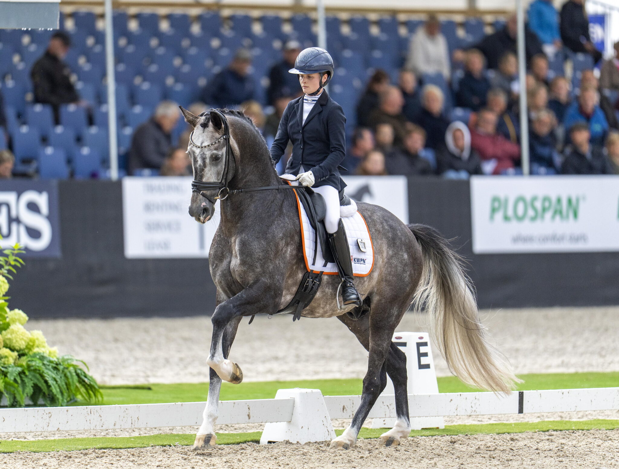 Phoebe Peters on her dressage move from Van Olst to Reesink Horses