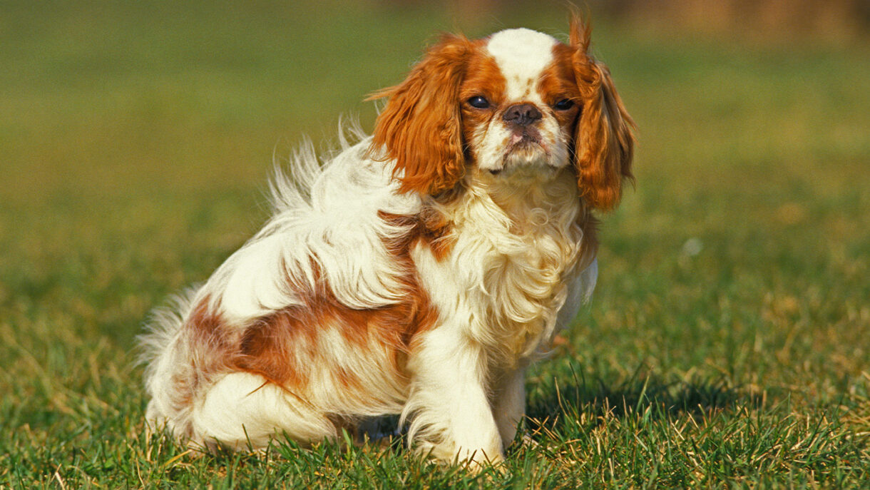 King Charles Spaniel facts, history and characteristics | Horse & Hound