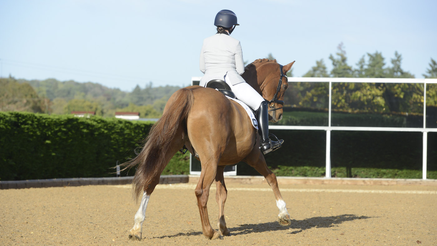 Snaffle grand prix classes proposed as double bridle debate continues ...