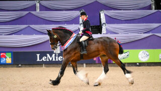 Ridden heavy horses and how to identify their breeds in the show ring