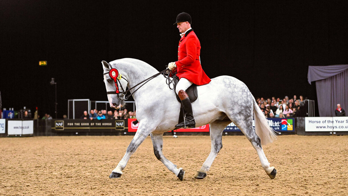 2024 HOYS cob of year championship result - Horse & Hound