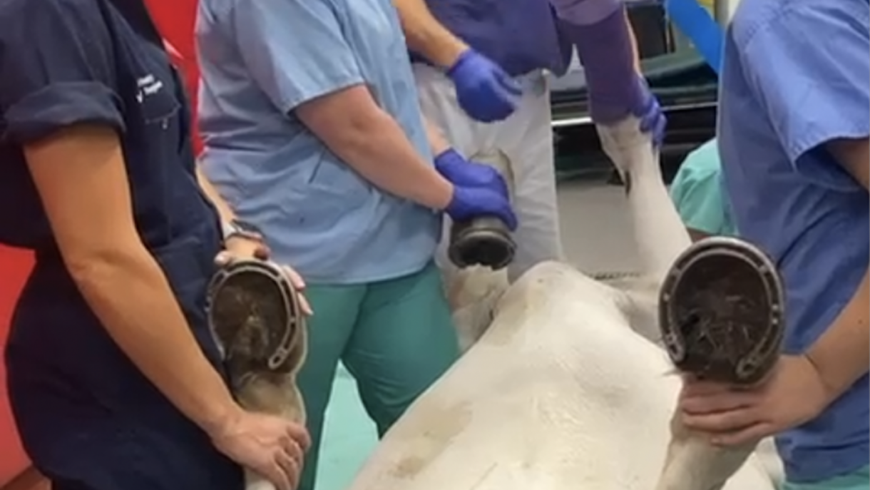 A horse’s rare dislocated shoulder, new rules to tackle abuse, and ...