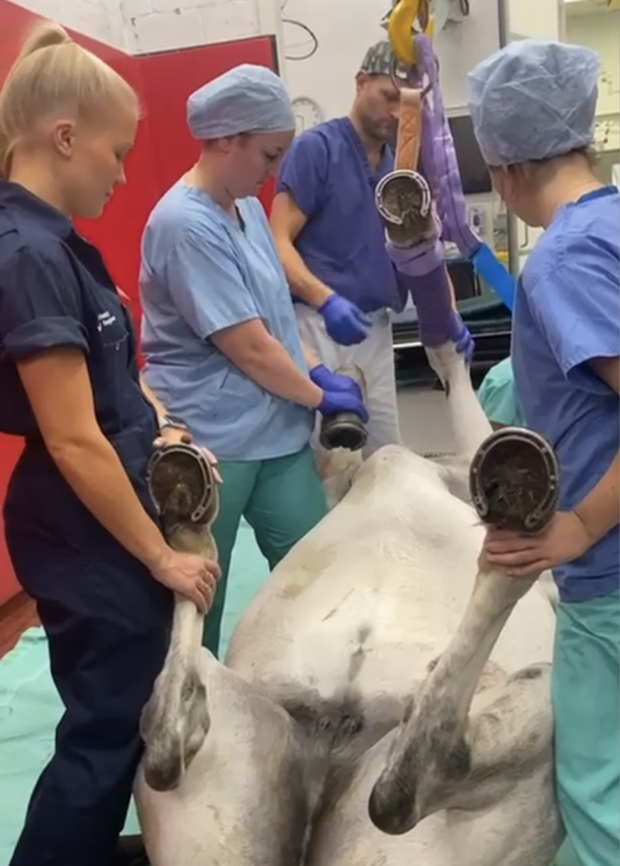 Horse’s dislocated shoulder successfully put back thanks to ‘once in a ...