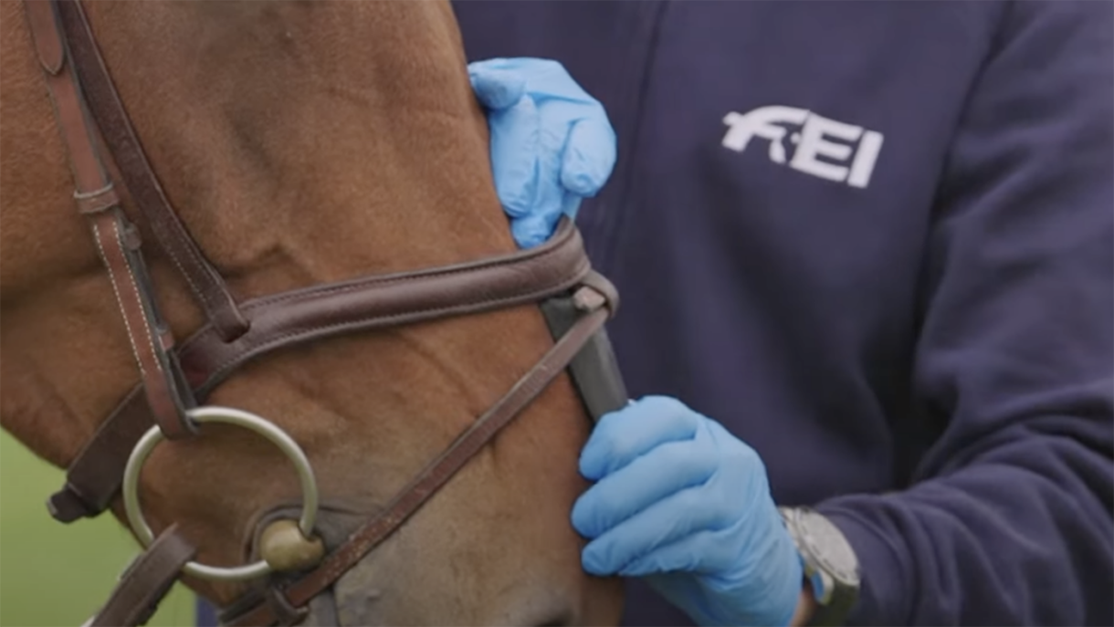 Noseband tightness, fireworks regulations, and other things the horse ...