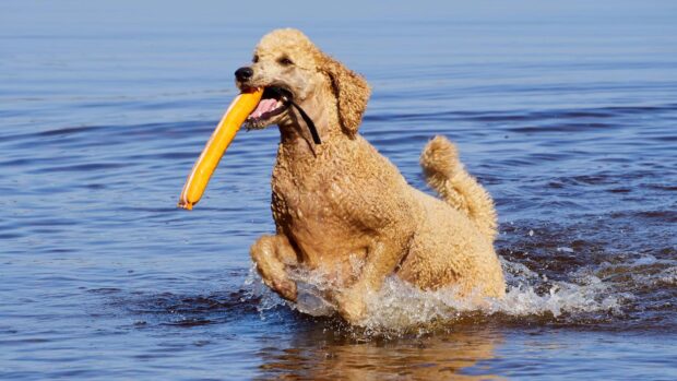 Poodle facts and history for the standard, miniature and toy varieties