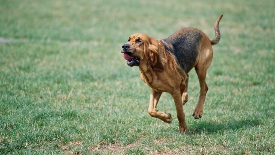 Dog breeds for running: fast, fun and friendly - Horse & Hound