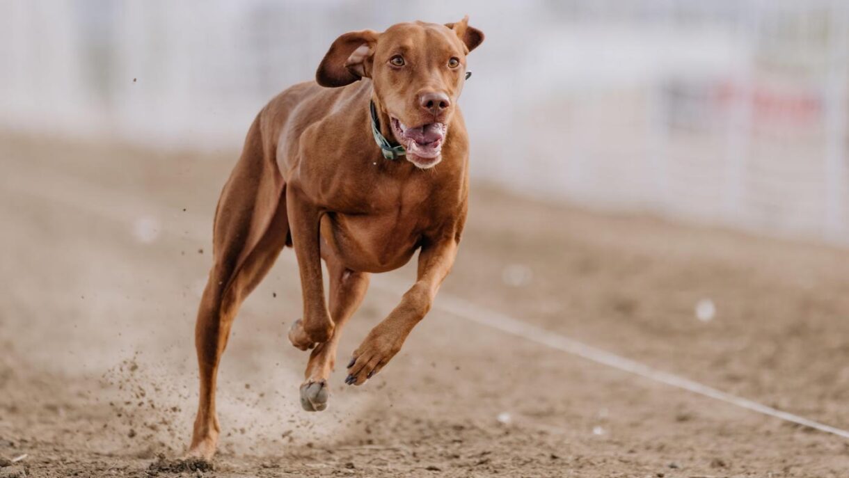 Dog breeds for running: fast, fun and friendly - Horse & Hound